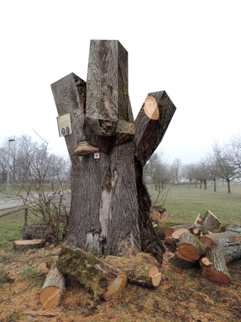 Die Wieland – Linde! – Weberberg.de